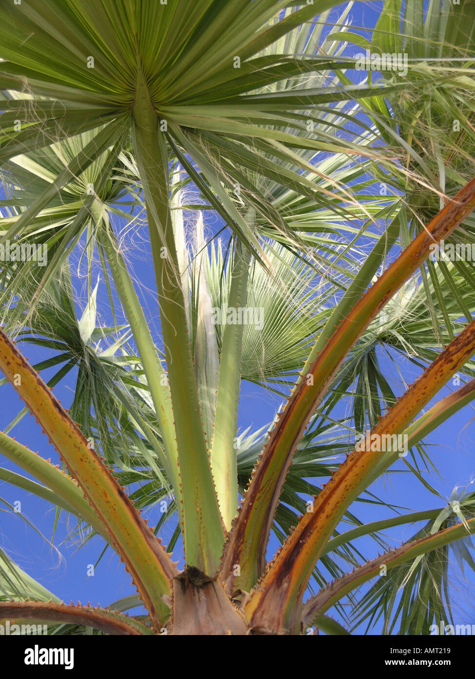 Tall palm tree lit hi-res stock photography and images - Alamy