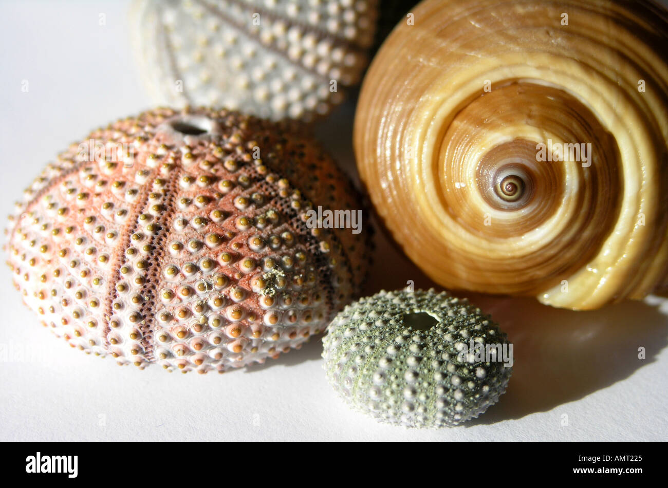Group of Sea Shells including sea urchins and tun shell Stock Photo - Alamy