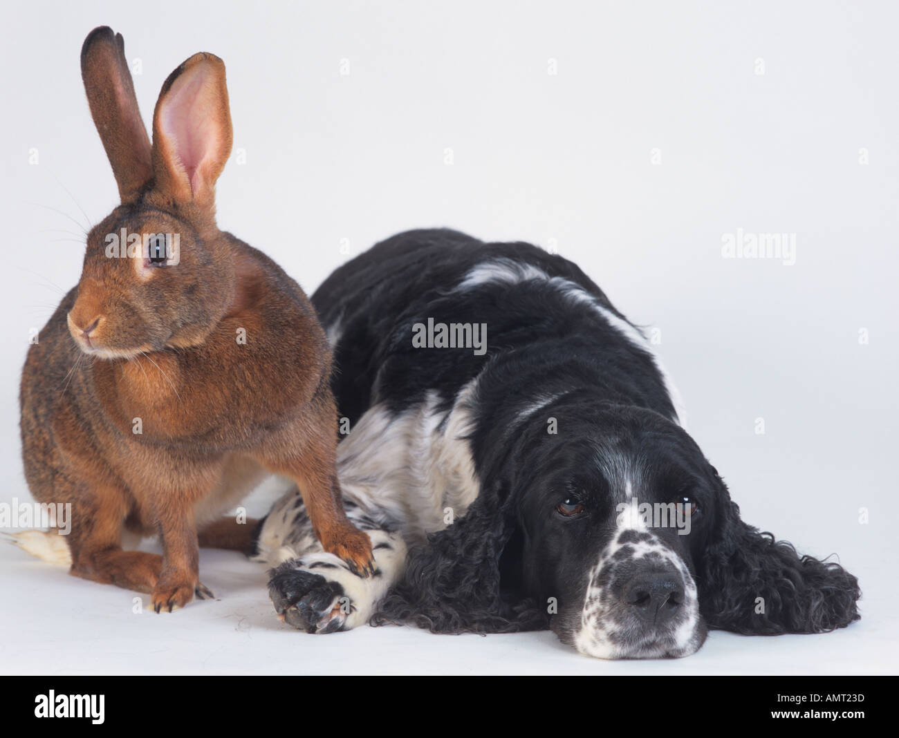 Posing springer spaniel hi-res stock photography and images - Alamy
