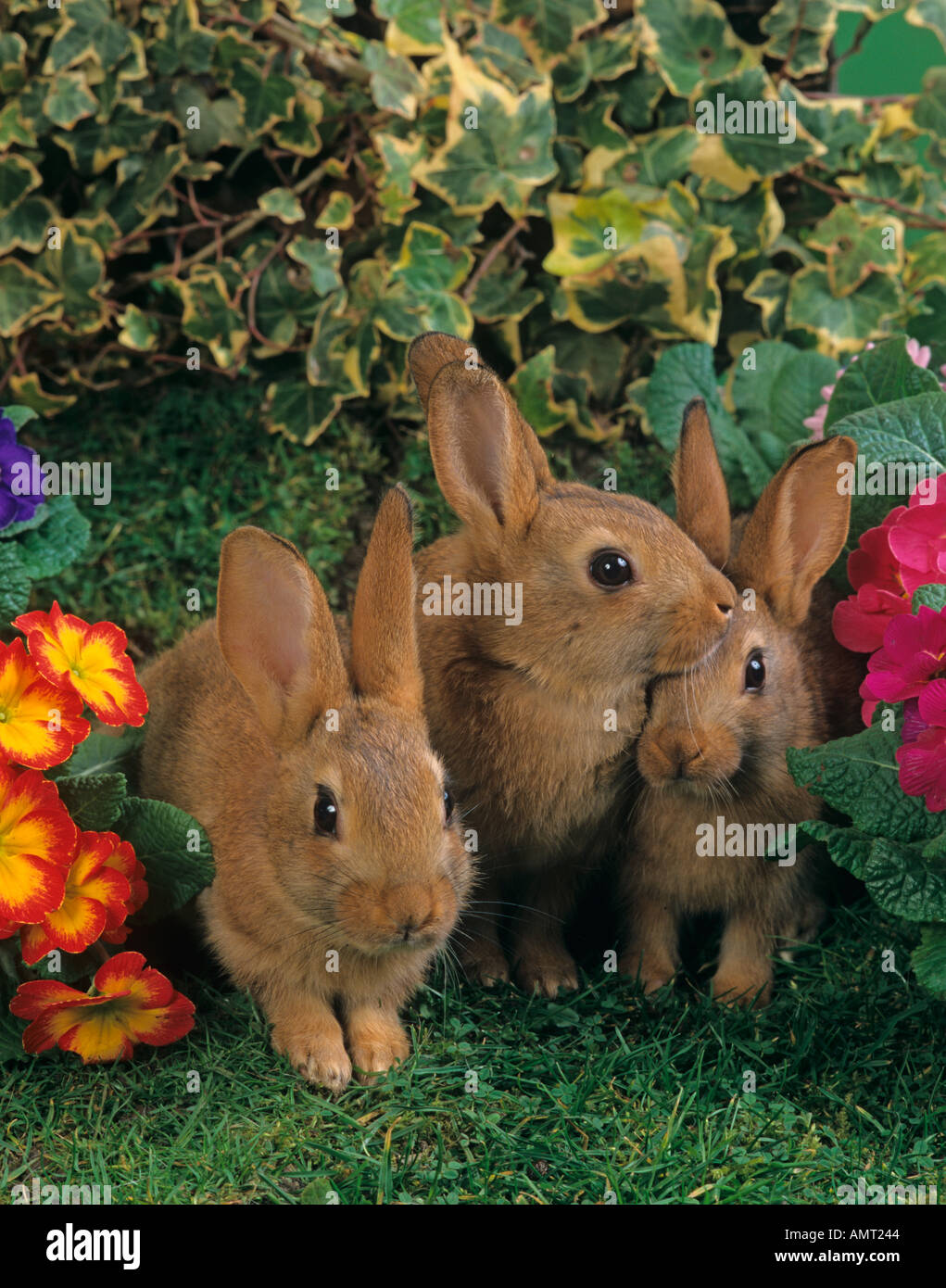 Belgium hare hi-res stock photography and images - Alamy