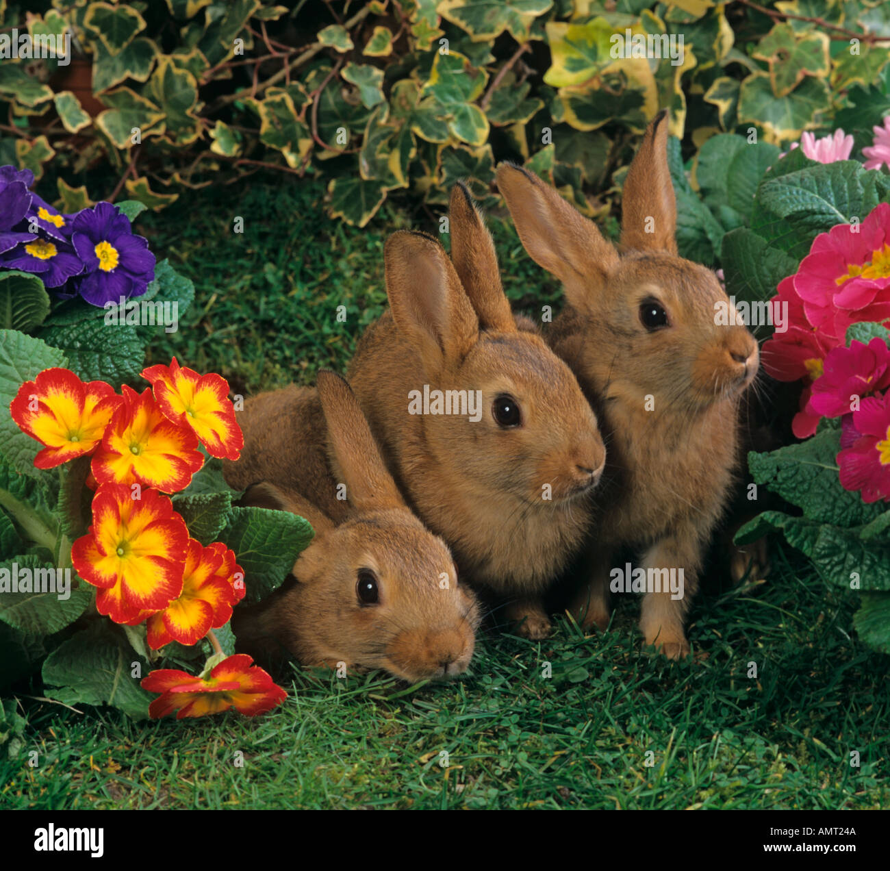 Pet Belgium Hare Family Stock Photo - Alamy