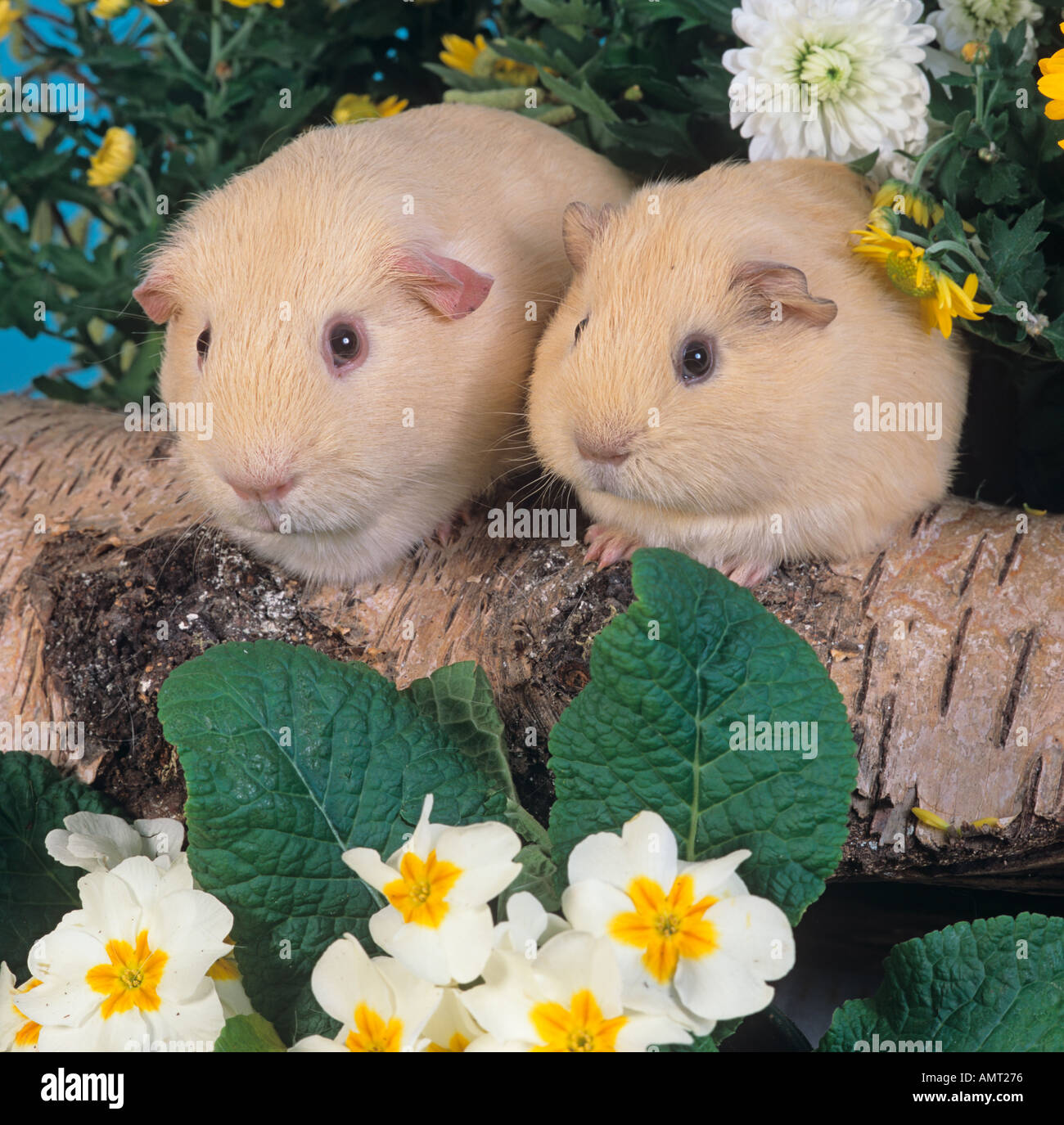 Pair of guinea pigs hi-res stock photography and images - Alamy
