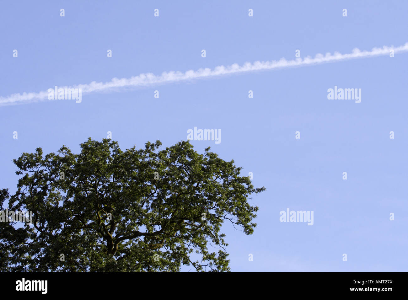 Tree sky jet trails hi-res stock photography and images - Alamy