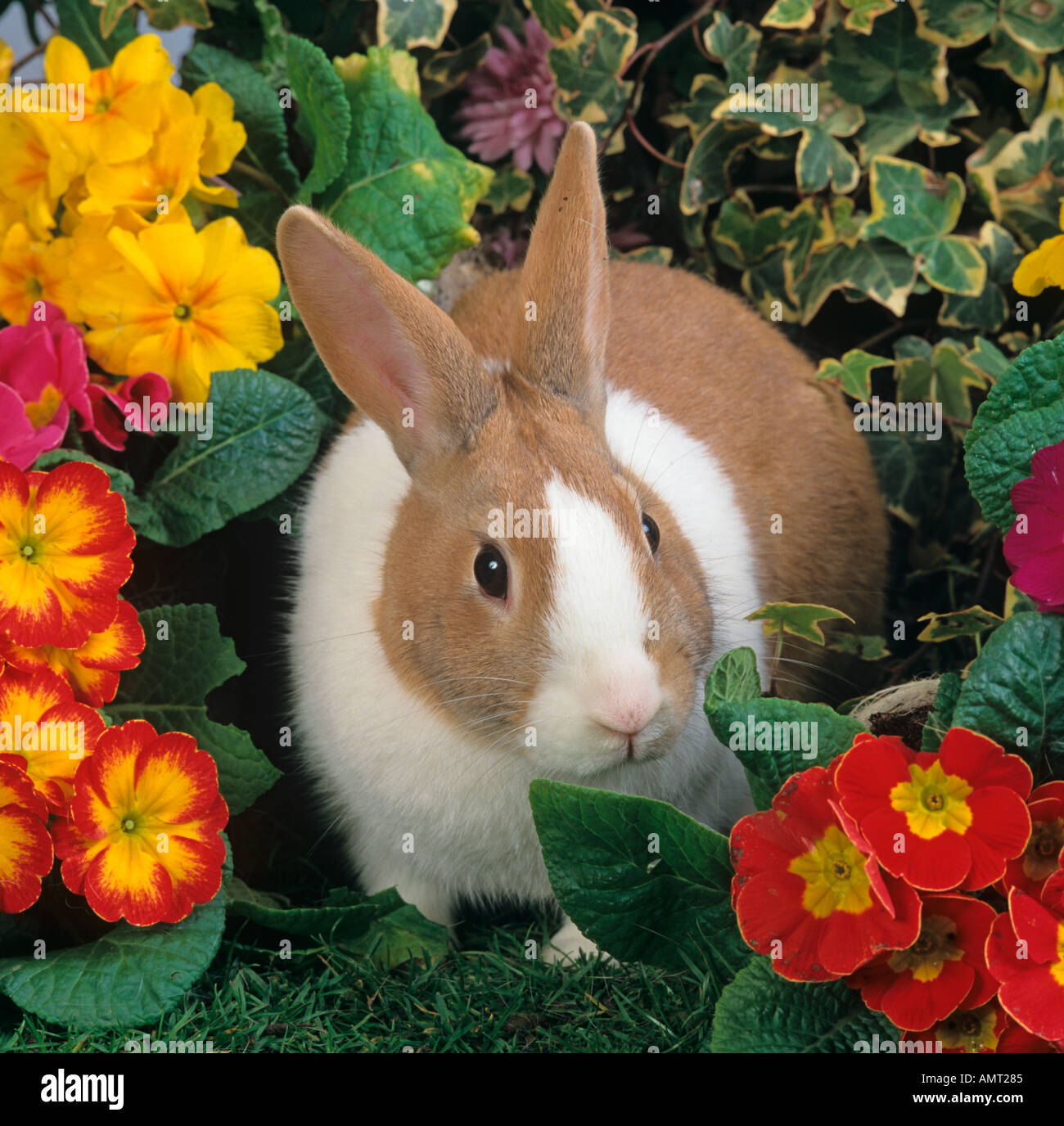 Dutch rabbit hi-res stock photography and images - Alamy
