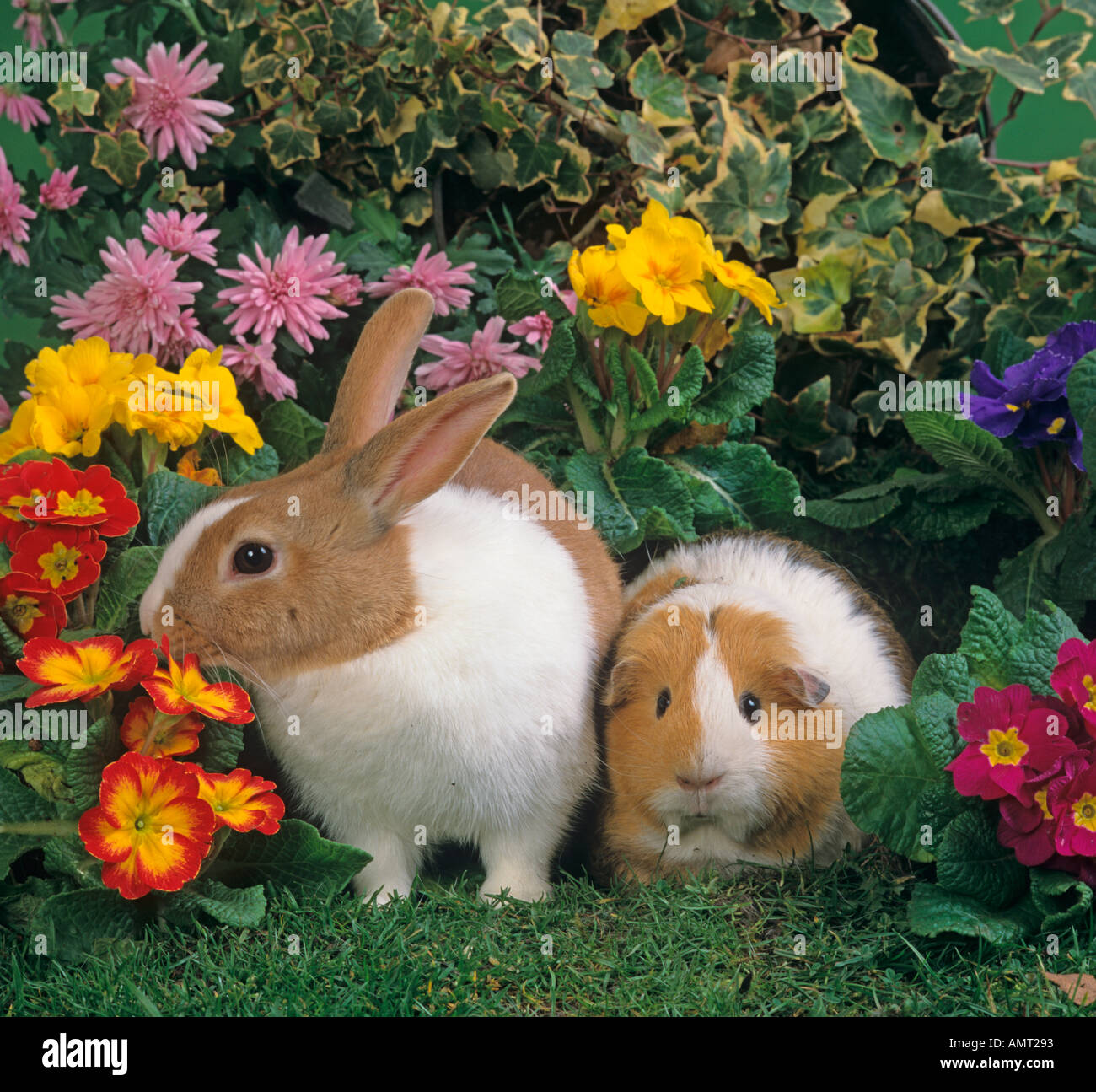 Pet Dutch Rabbit and Dutch guinea pig in garden flower setting Stock ...