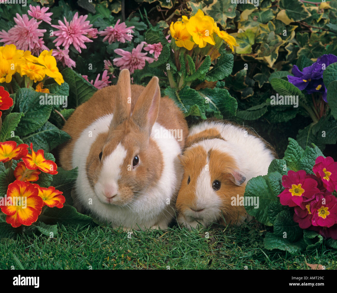 Dutch rabbit in hutch hi-res stock photography and images - Alamy
