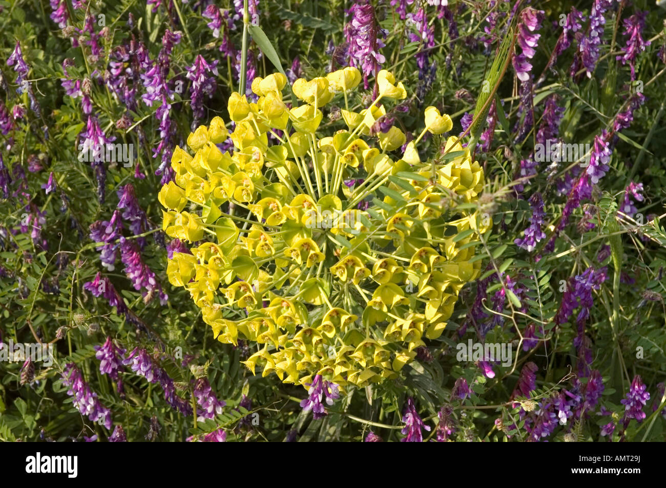 The flower head of a Euphorbia plant Outer Mani Messinia Southern ...