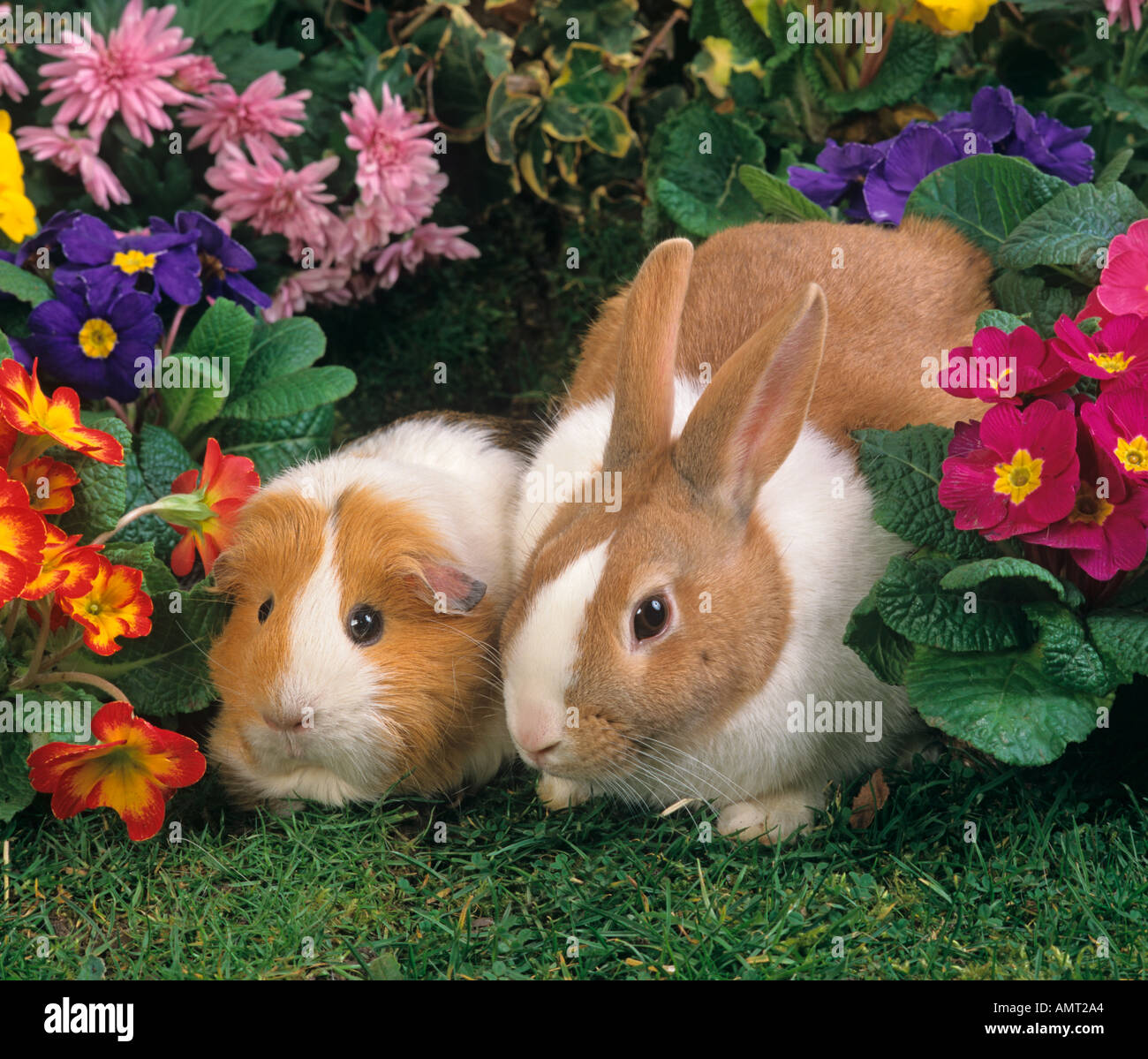 Pet Dutch Rabbit and Dutch guinea pig in garden flower setting Stock ...