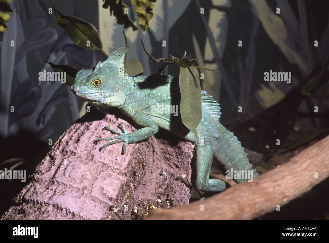 Double crested basilisk Stock Photo - Alamy