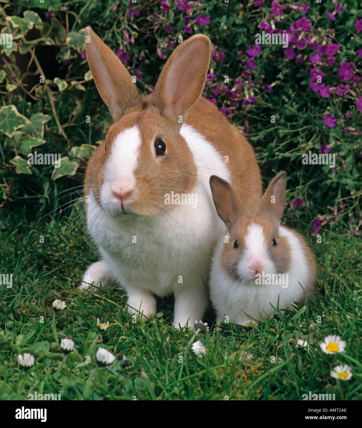 Dutch rabbit female with babies in garden flower setting Stock Photo ...