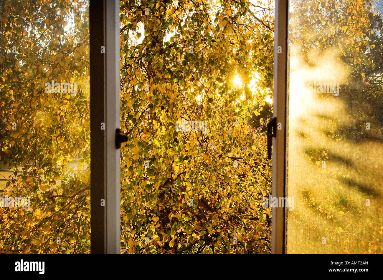 Silhouette tree branch through window High Resolution Stock Photography ...