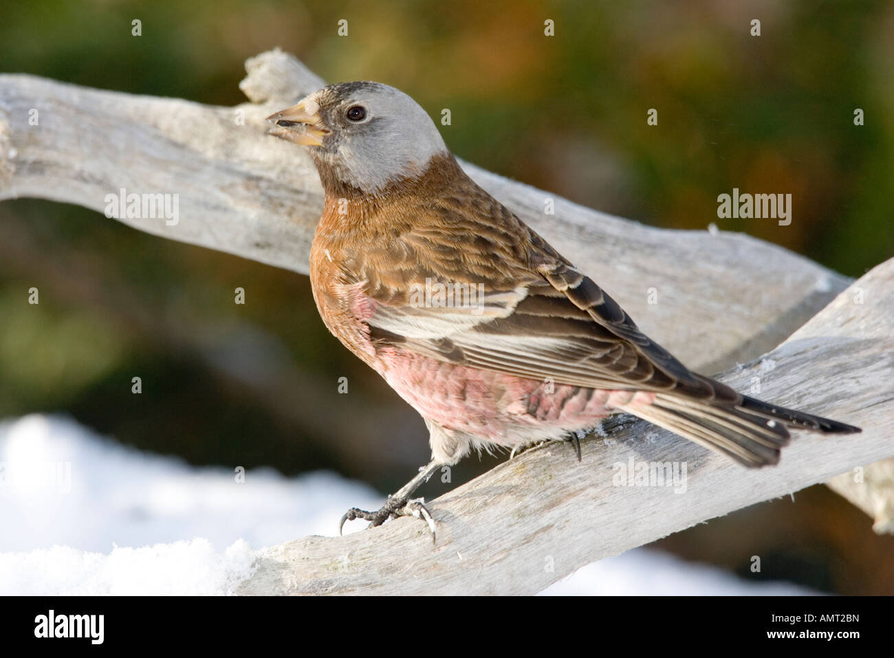 Gray-crowned Rosy Finch Leucosticte tephrocotis littoralis Homer Alaska ...