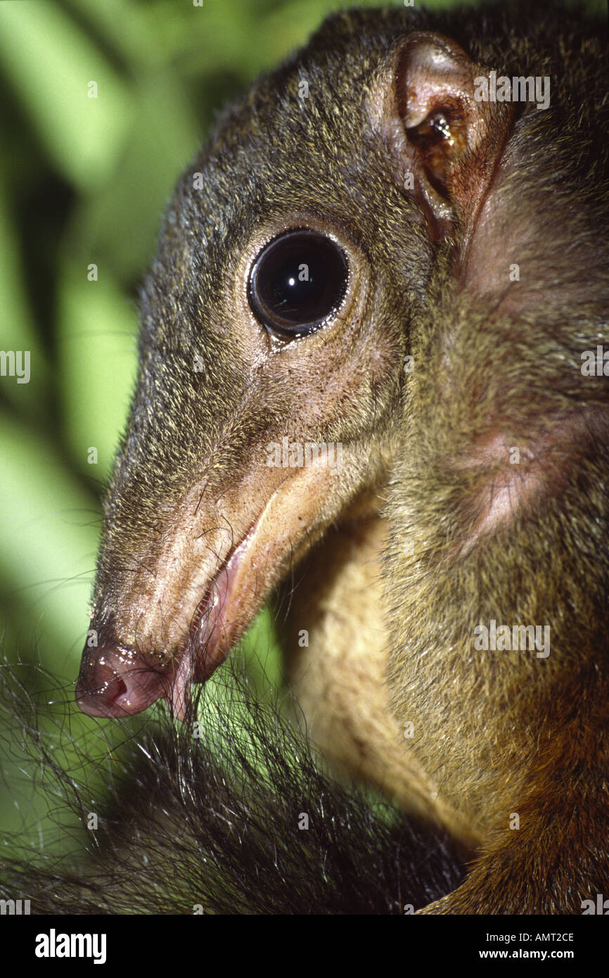 Long nosed Tree Shrew Stock Photo - Alamy
