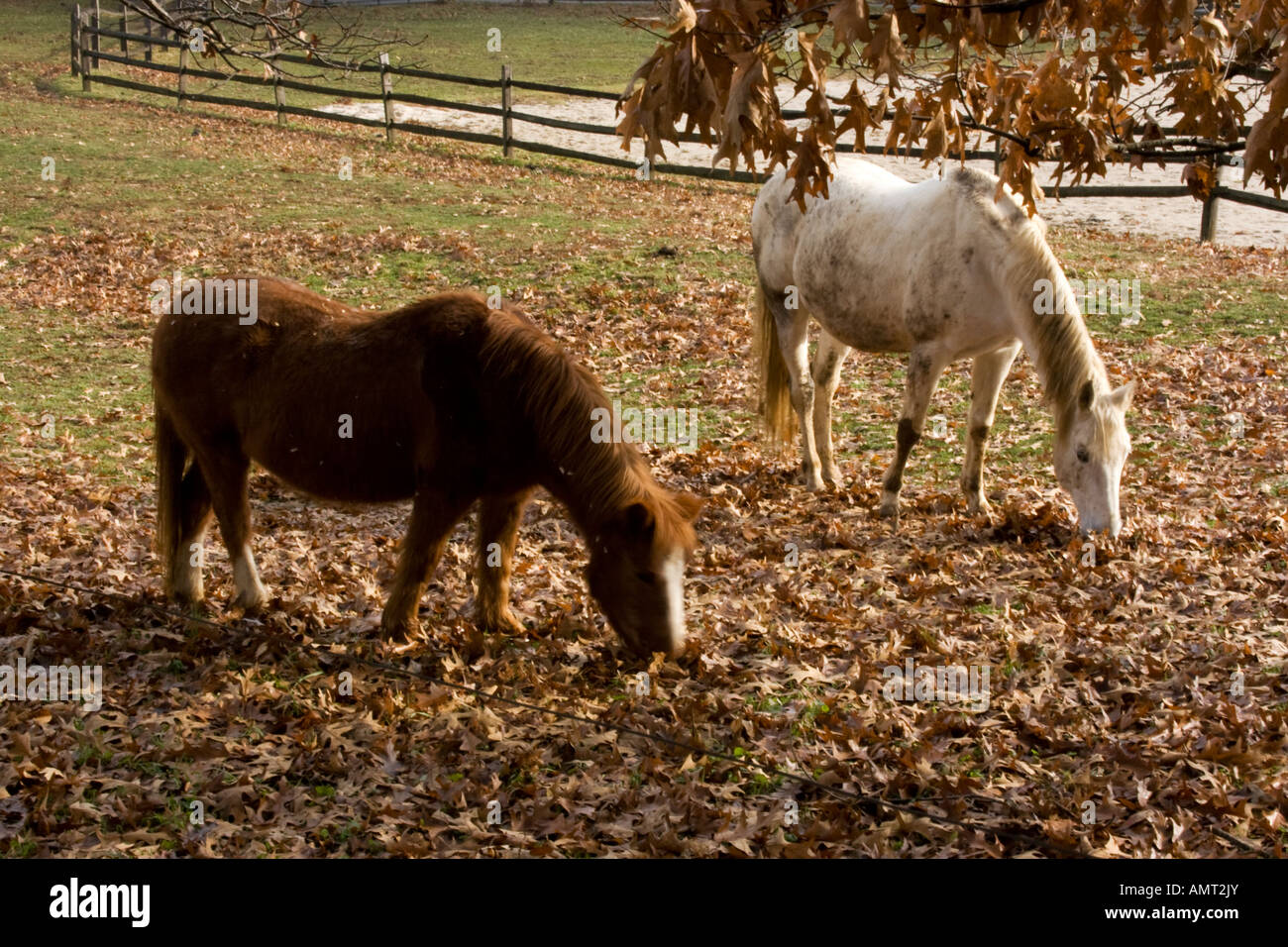 Horses in their corral Stock Photo - Alamy
