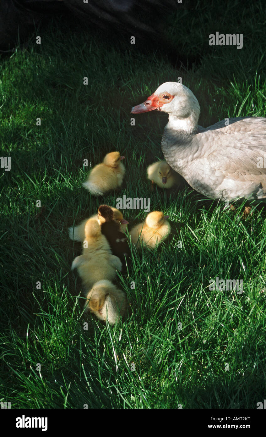 Mother duck and her babies Stock Photo - Alamy