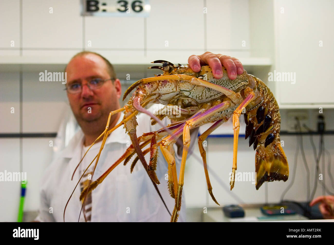 Lobster Sao Paulo Municipal Market Mercado Municipal de Sao Paulo ...