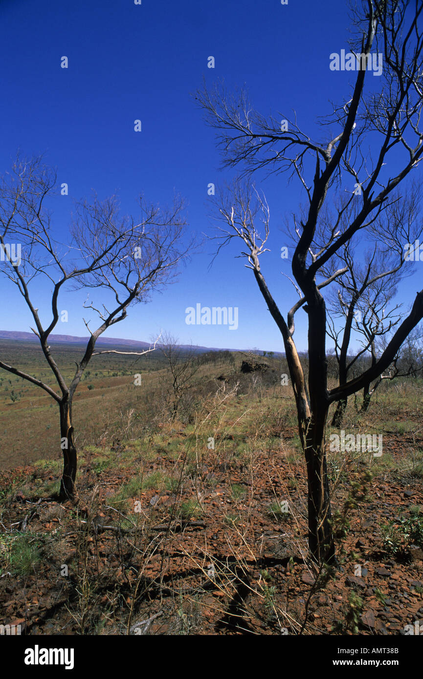 Dead trees in the Western Australian Outback Stock Photo - Alamy