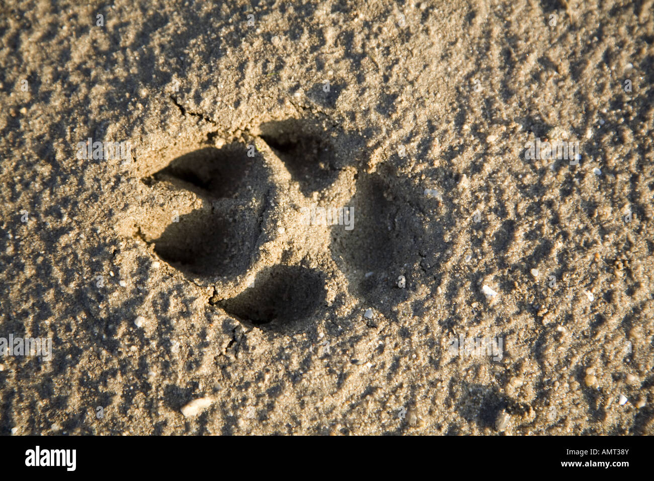 Foot track hi-res stock photography and images - Alamy