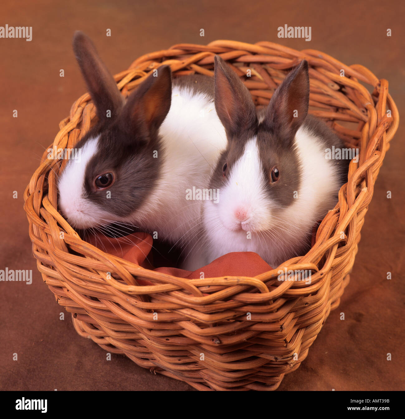 Dutch Rabbits In Basket Stock Photo - Alamy