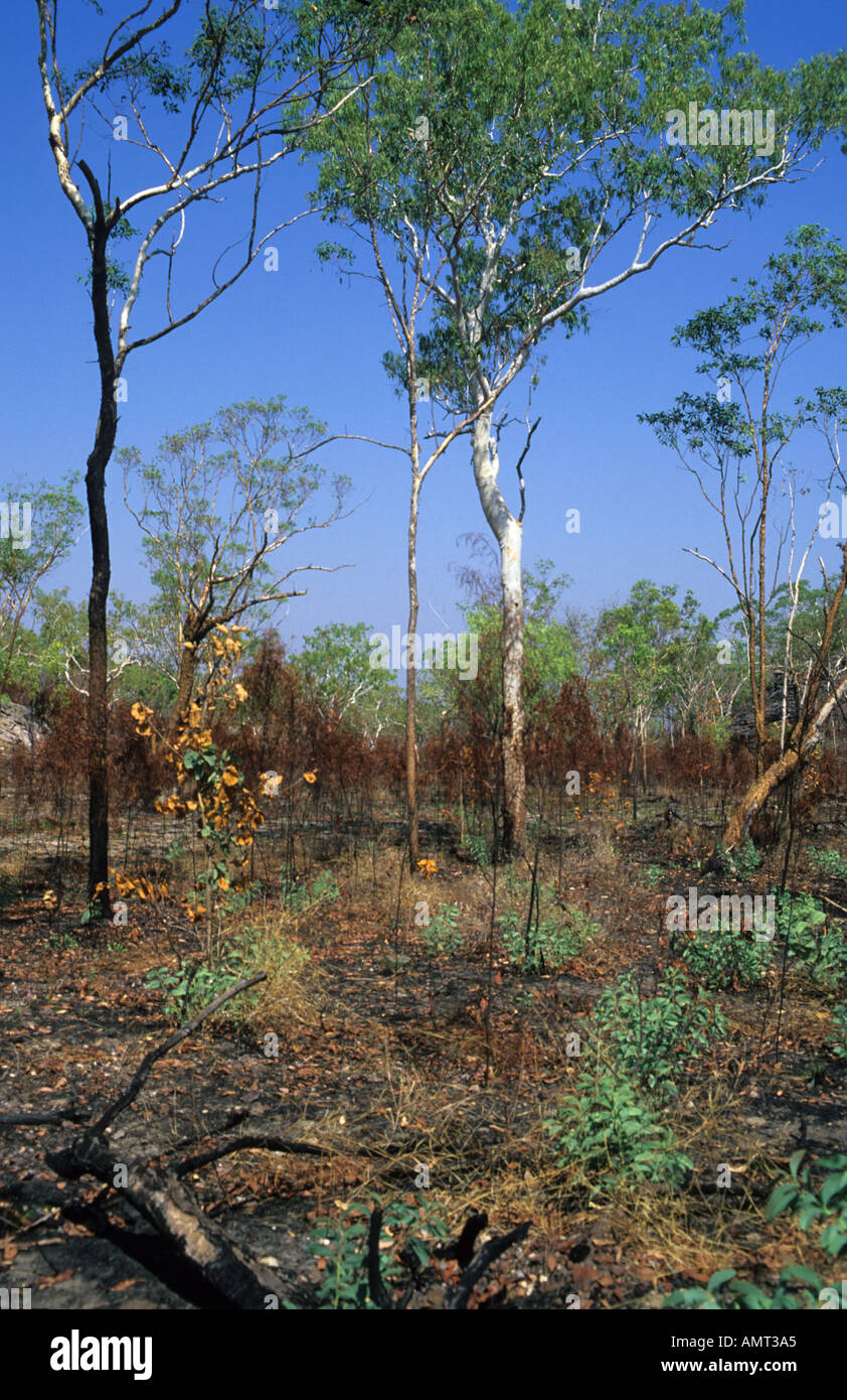 Bush recovering after forest fire, Northern Territory, Australia Stock ...