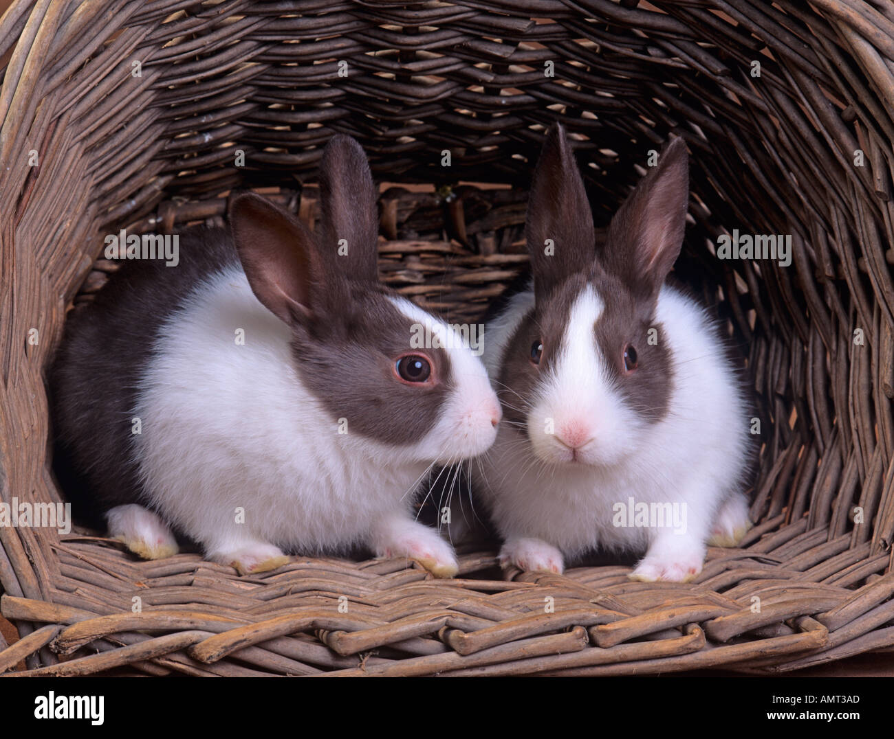 Dutch Rabbits In Basket Stock Photo - Alamy