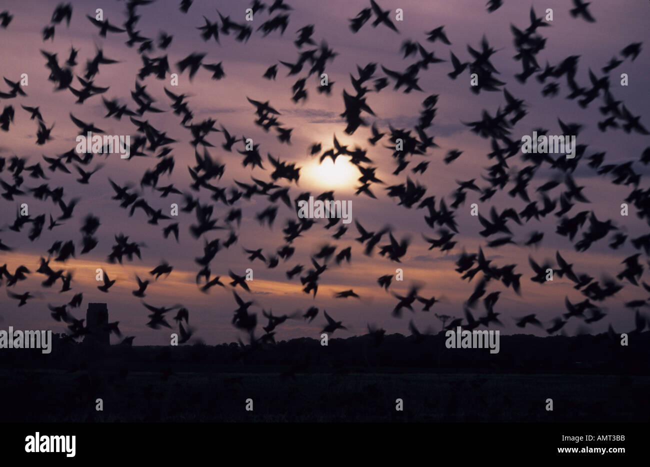 Bird hithe hi-res stock photography and images - Alamy