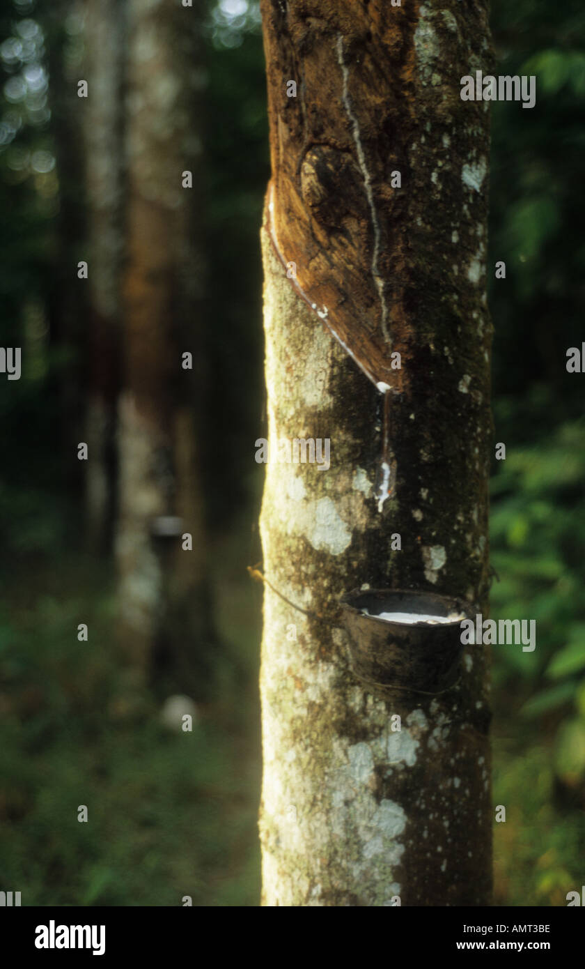 Close up of tapping rubber, Malaysia Stock Photo - Alamy