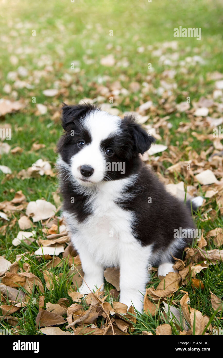 Border Collie puppy outdoors in the Fall leaves Stock Photo - Alamy