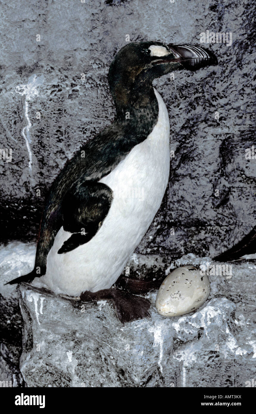 Great Auk Pinguinus impennis or Alca impennis STUFFED SPECIMEN EXTINCT ...