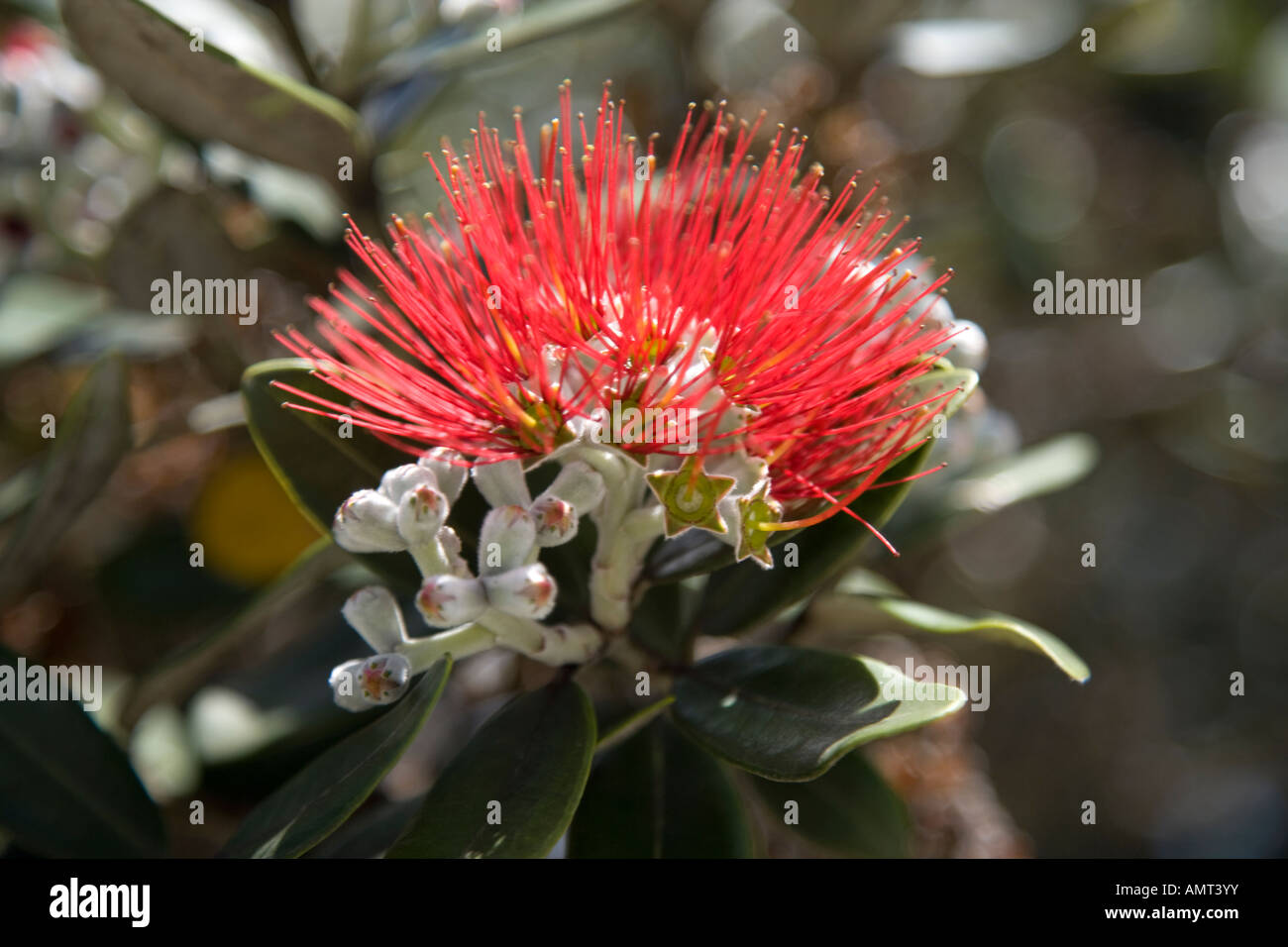 A Pohutukawa tree flower Stock Photo - Alamy