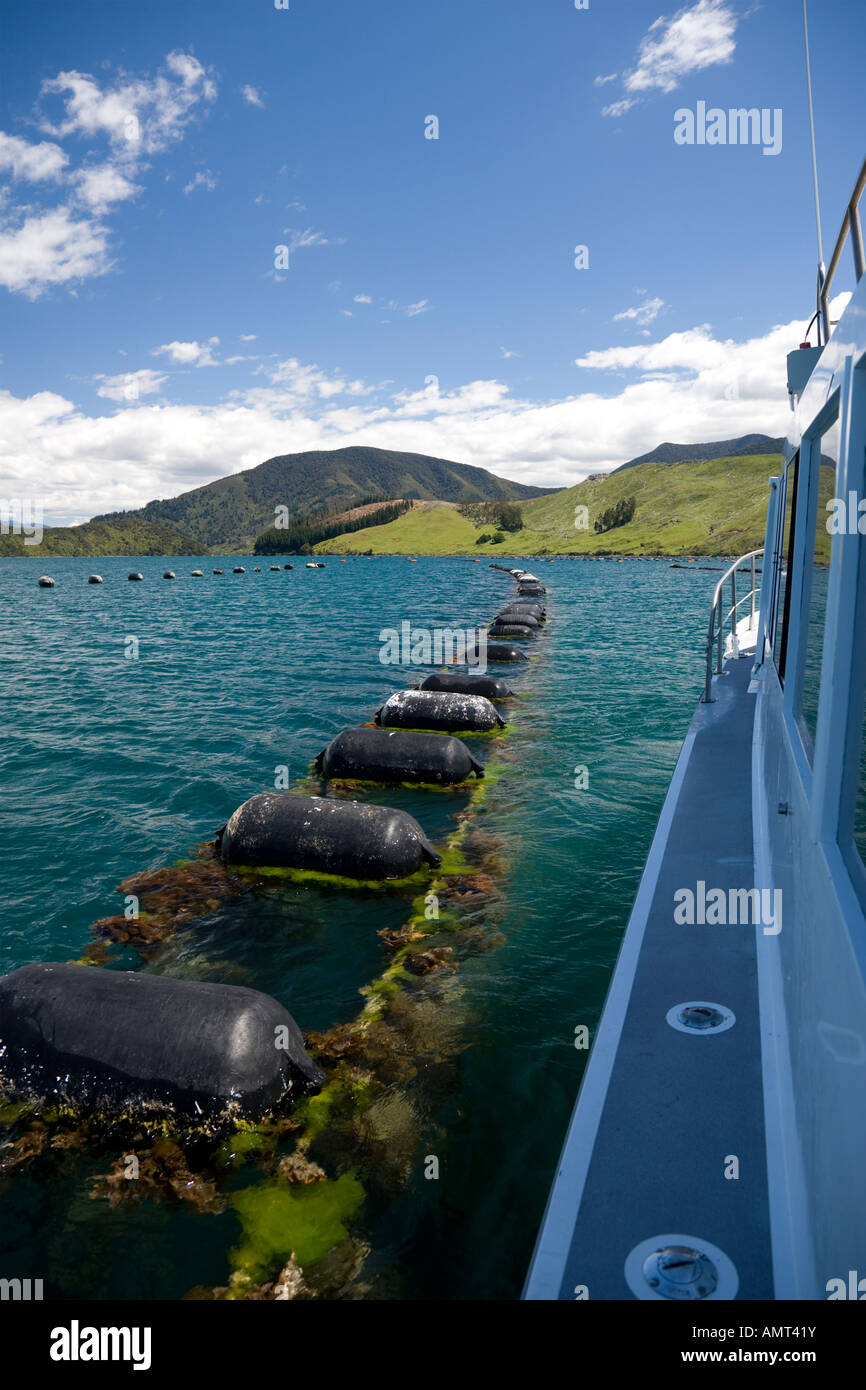 Green lipped mussel farming hi-res stock photography and images - Alamy