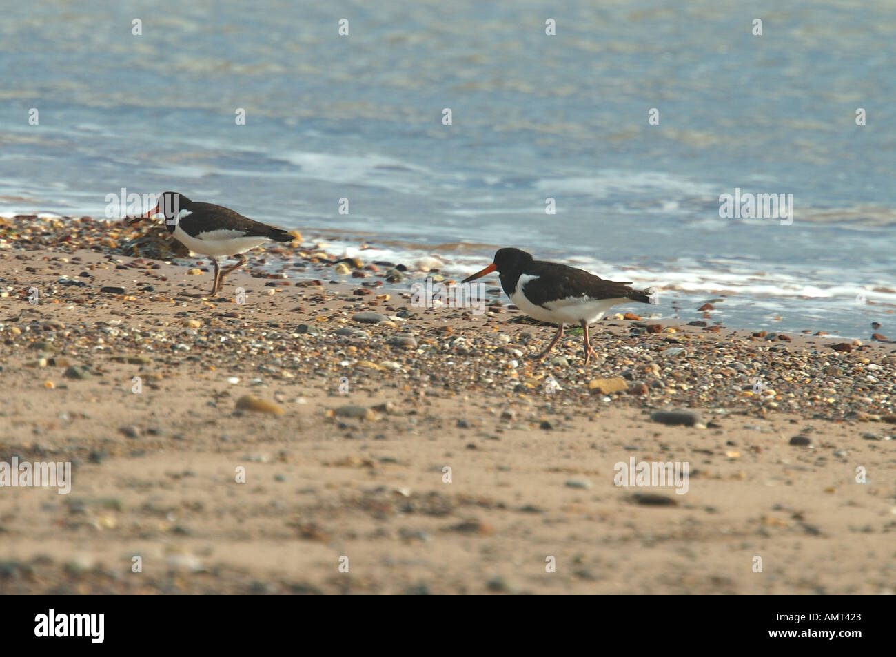 Worm catcher hi-res stock photography and images - Alamy