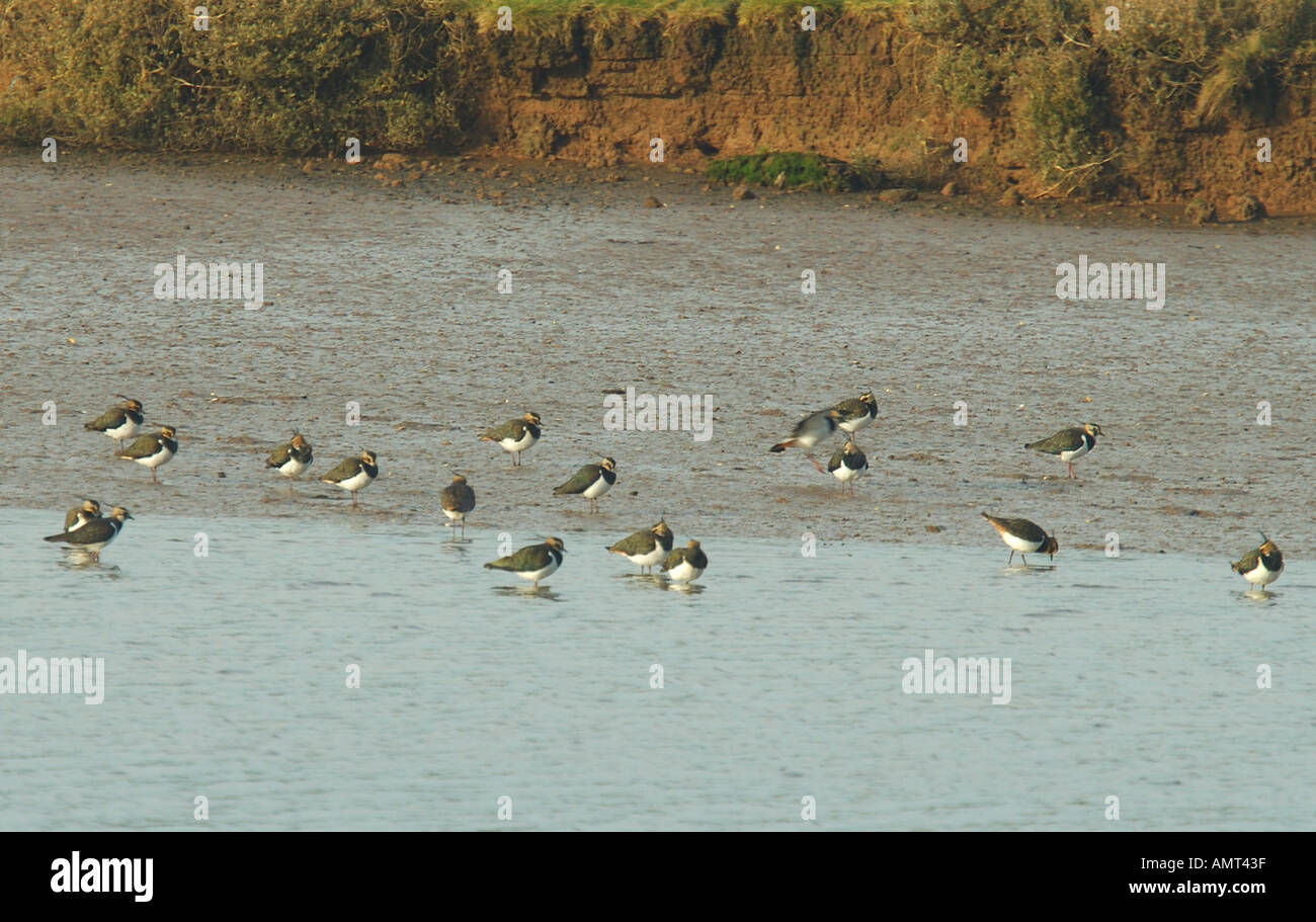 Lapwings long hi-res stock photography and images - Alamy