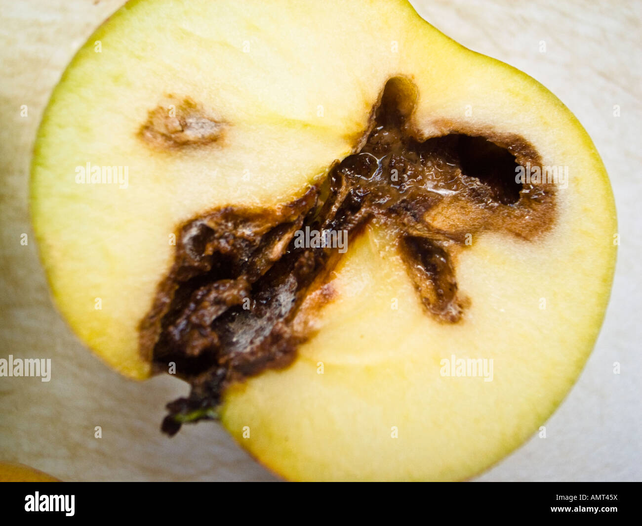 Apple cut open to show damage caused by invasive garden pest Stock ...