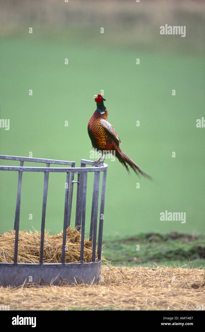 Reared pheasant hi-res stock photography and images - Alamy