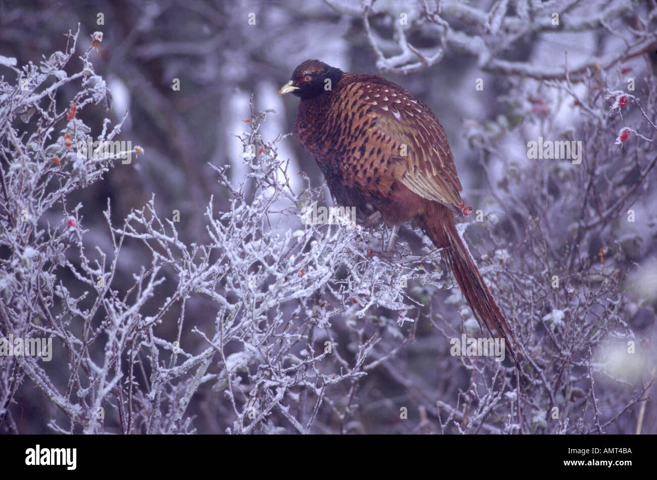 Reared pheasant hi-res stock photography and images - Alamy