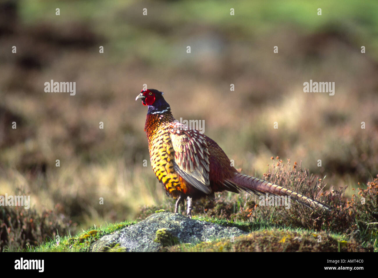 Reared pheasant hi-res stock photography and images - Alamy