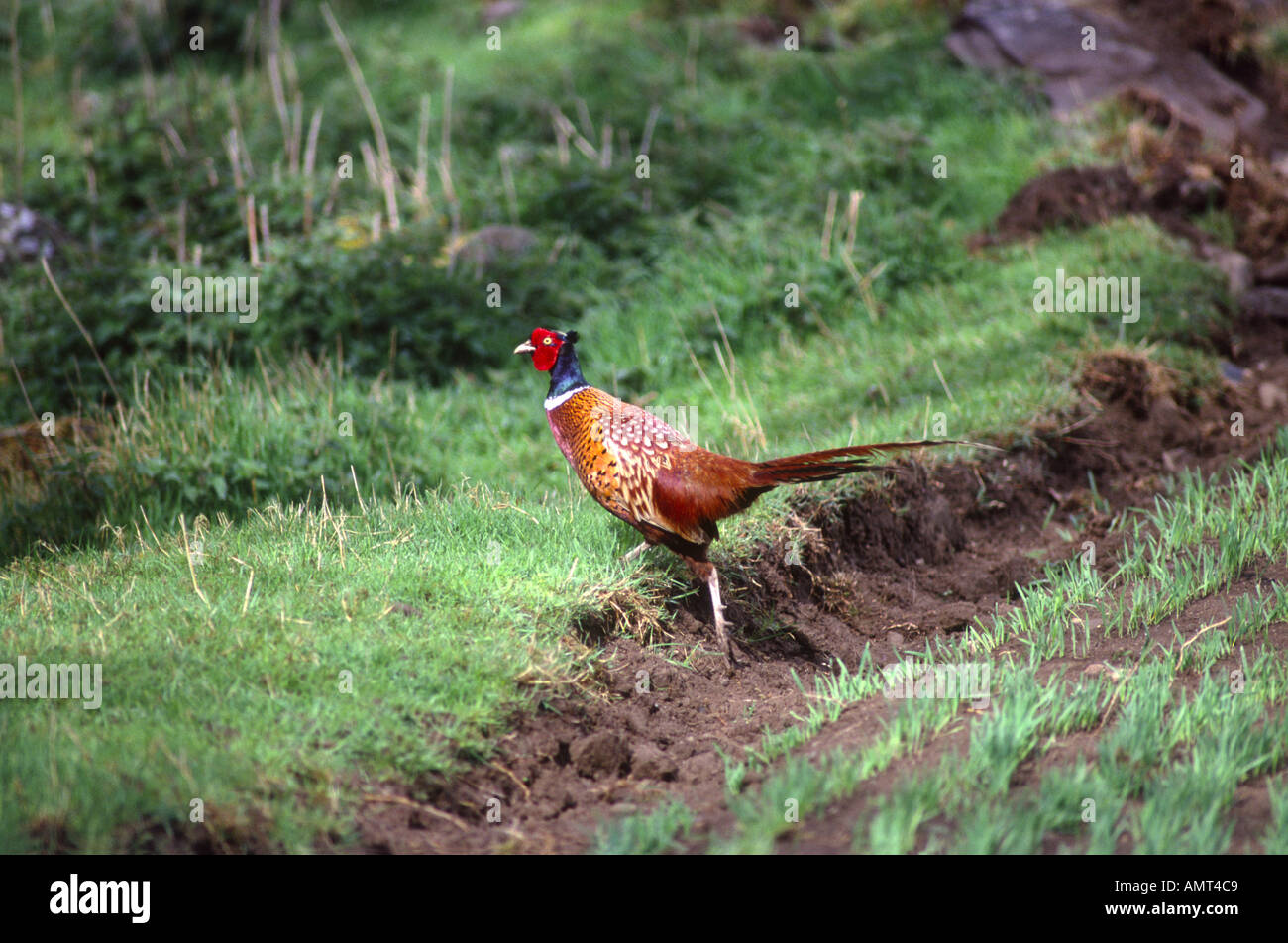 Reared pheasant hi-res stock photography and images - Alamy