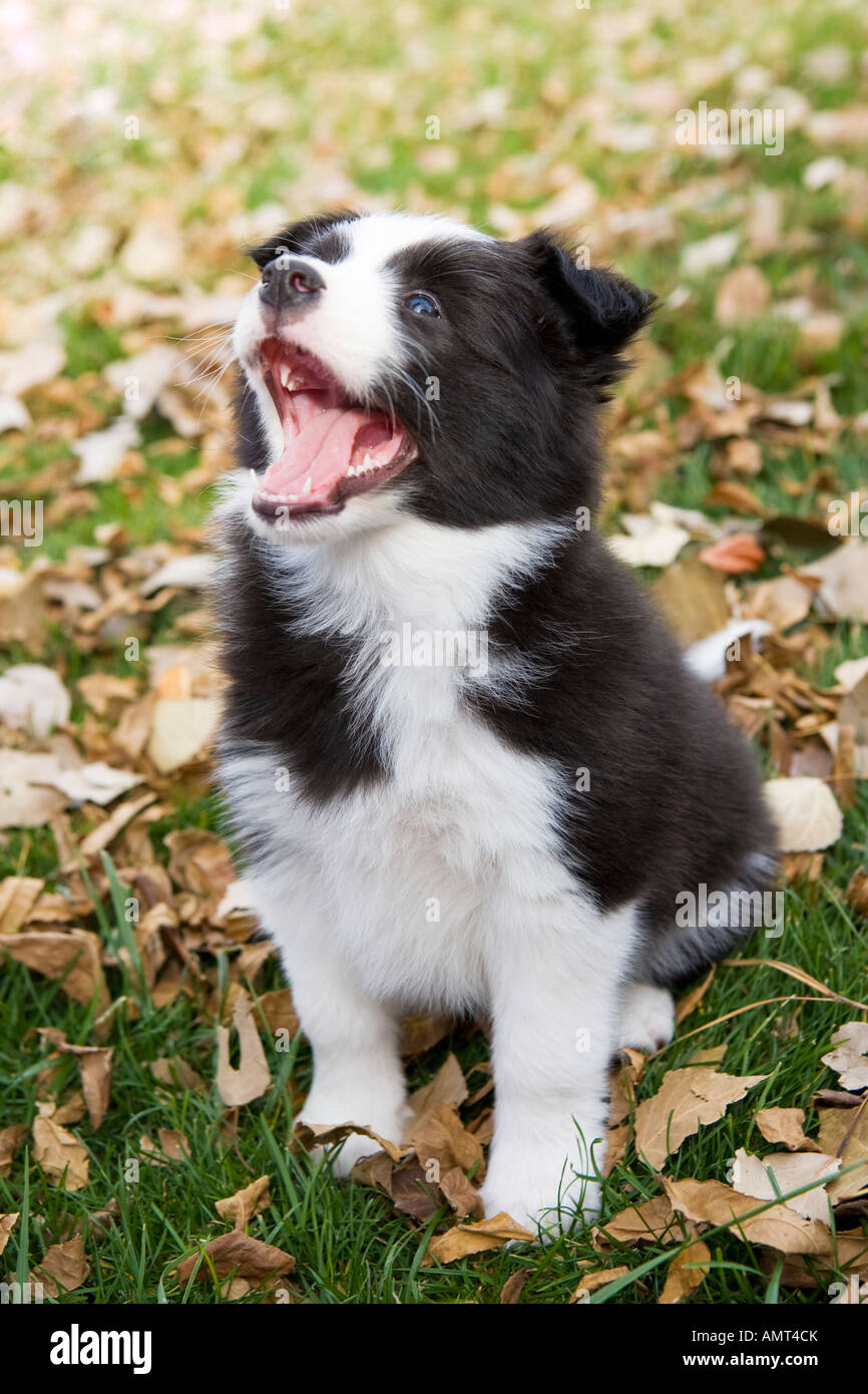 Border Collie puppy outdoors in the Fall leaves Stock Photo - Alamy