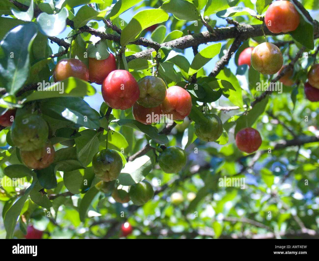 Picture of an acerola tree in the Brazilian Cerrado Stock Photo - Alamy