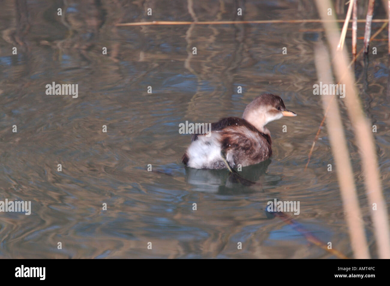 Grebe feet hi-res stock photography and images - Alamy