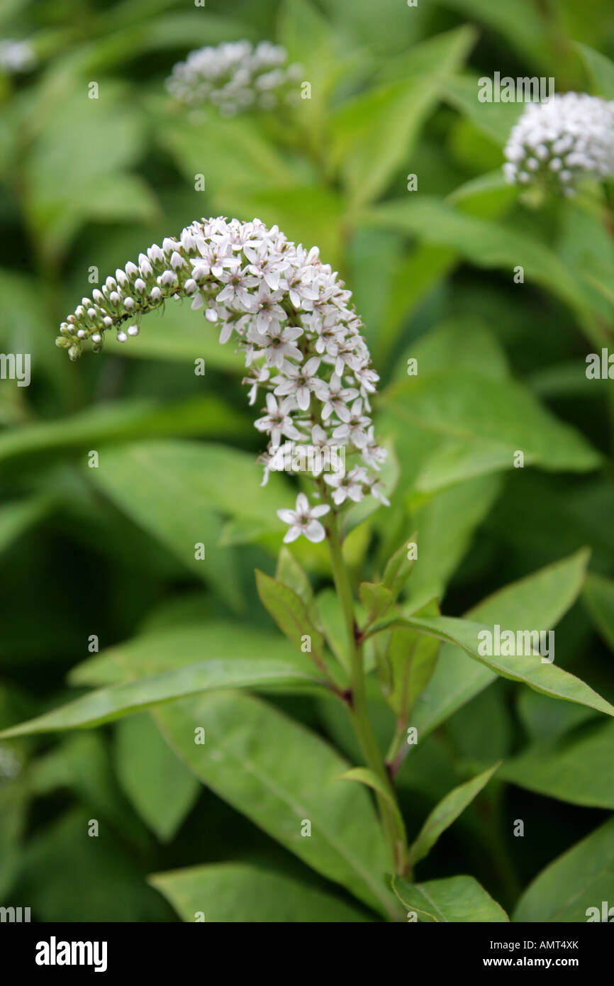 Gooseneck Loosestrife, Lysimachia barystachys, Myrsinaceae. Korea Stock ...