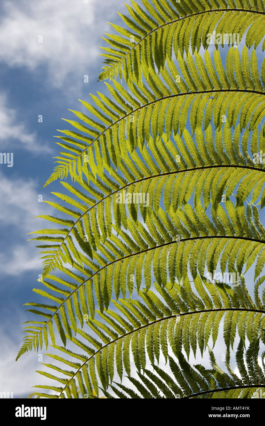 Silver Fern High Resolution Stock Photography and Images - Alamy