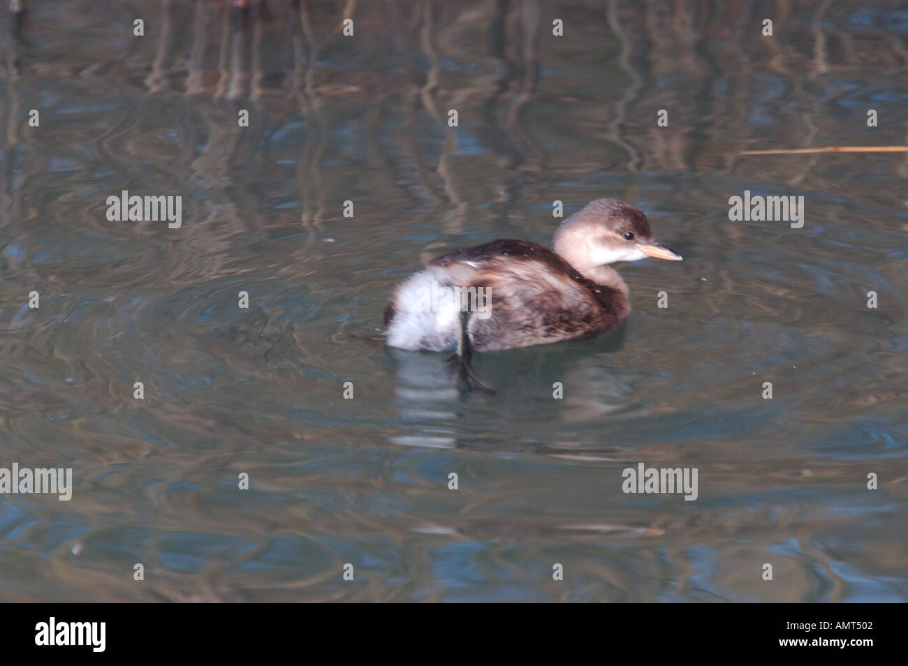 Grebe feet hi-res stock photography and images - Alamy