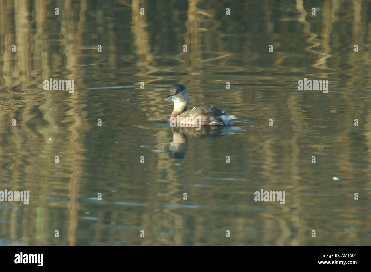 Grebe feet hi-res stock photography and images - Alamy
