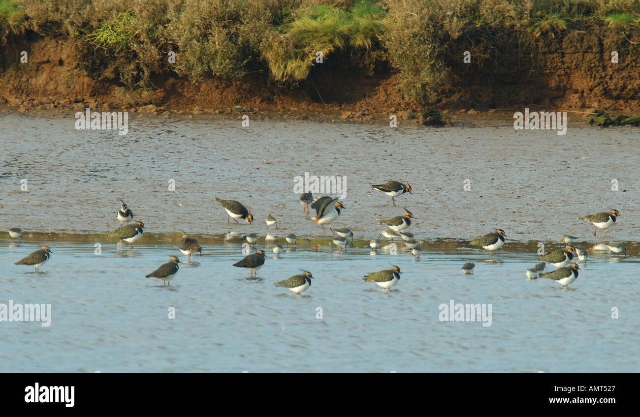 Lapwing at rest hi-res stock photography and images - Alamy