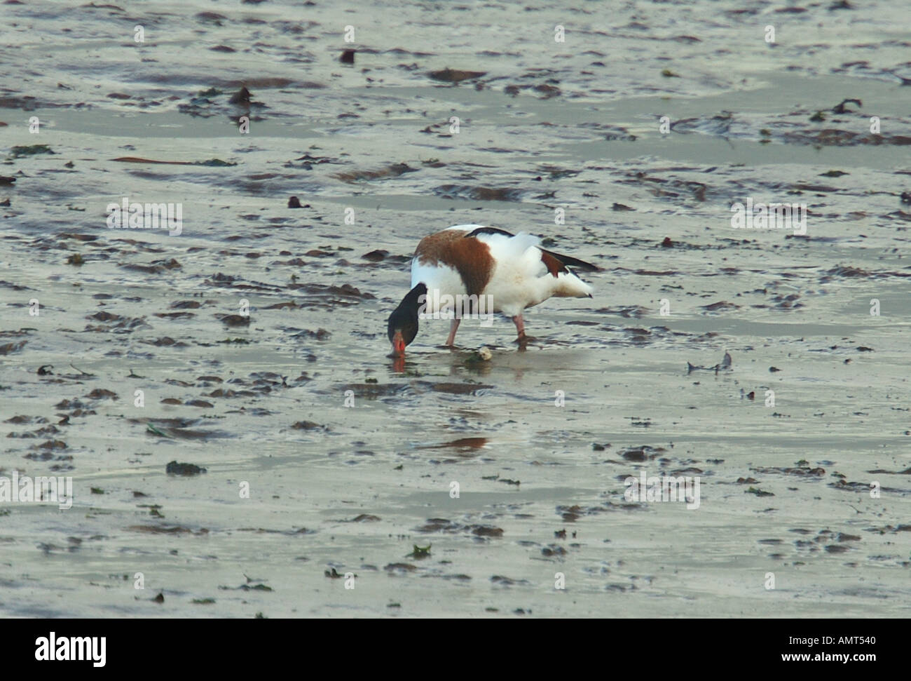 Shelduck feeding mud hi-res stock photography and images - Alamy