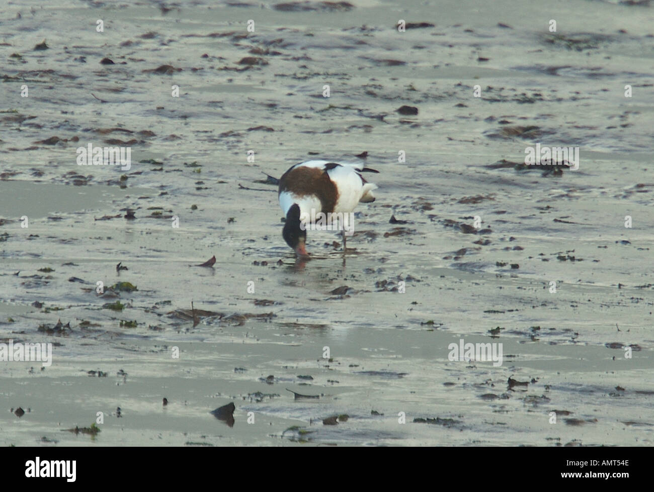 Shelduck feeding mud hi-res stock photography and images - Alamy
