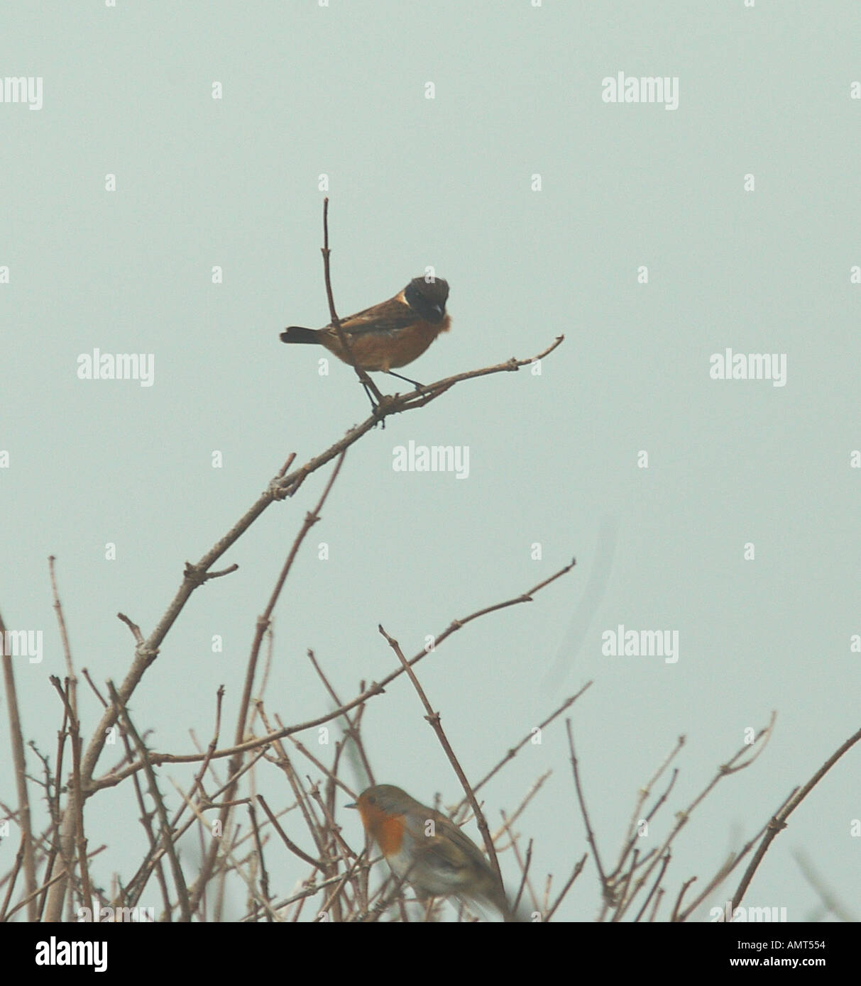 Stonechat nest hi-res stock photography and images - Alamy