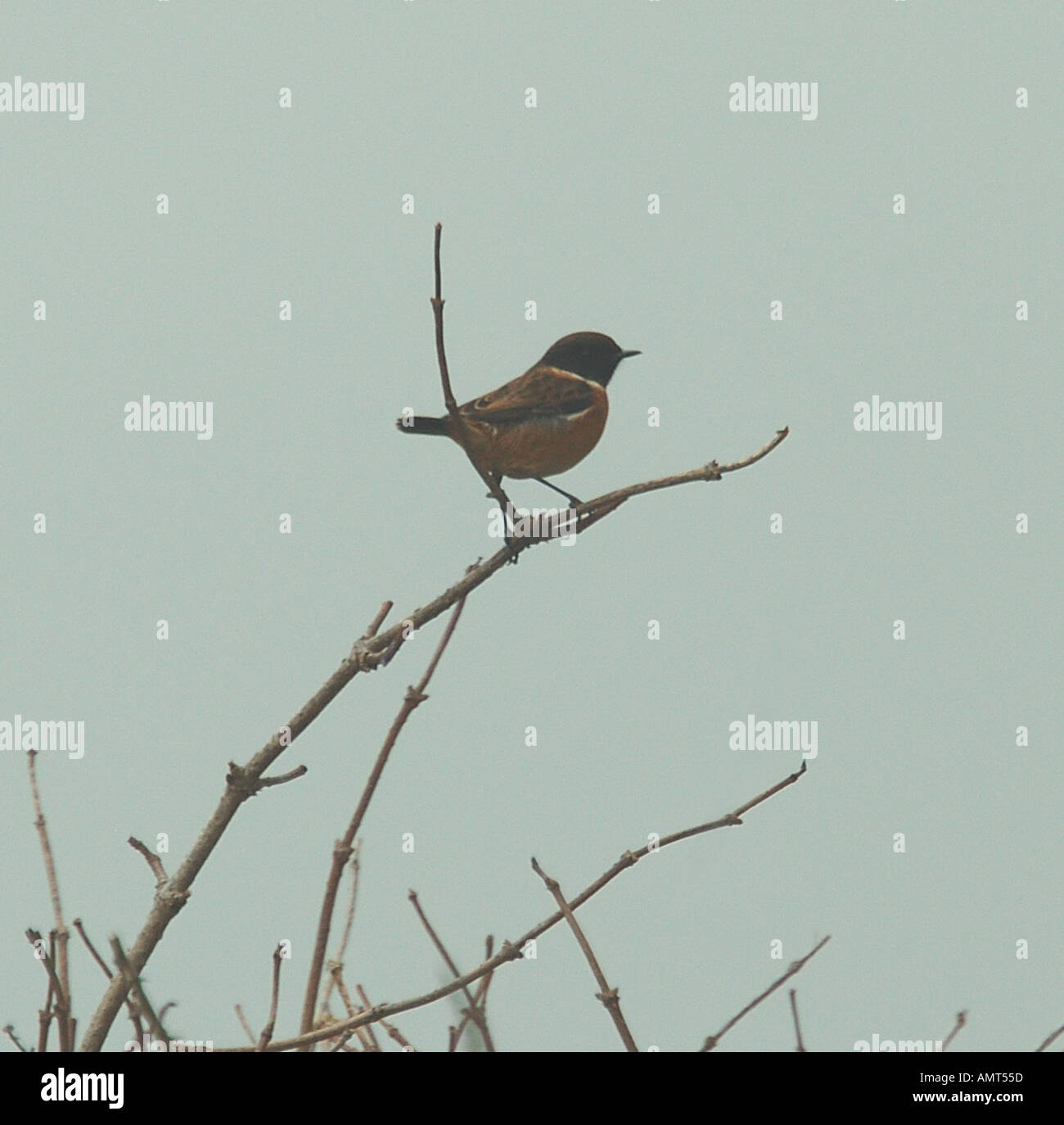 Stonechat nest hi-res stock photography and images - Alamy